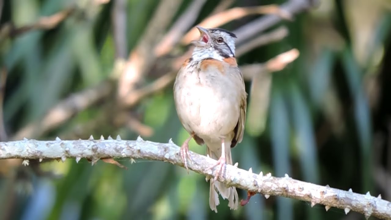 Tico tico com lindo canto na natureza gravado ao vivo em HQ - YouTube