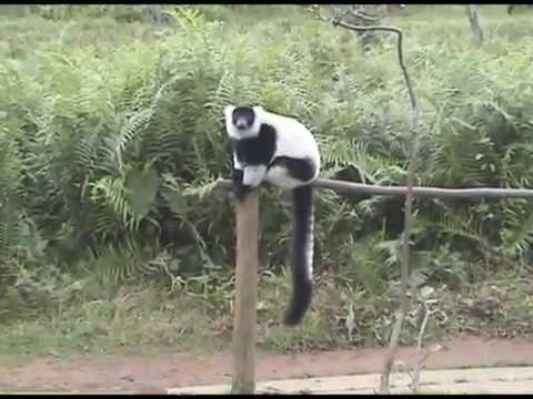 Tame Lemurs Jump Onto Tourists, Lemur Island, Madagascar - YouTube
