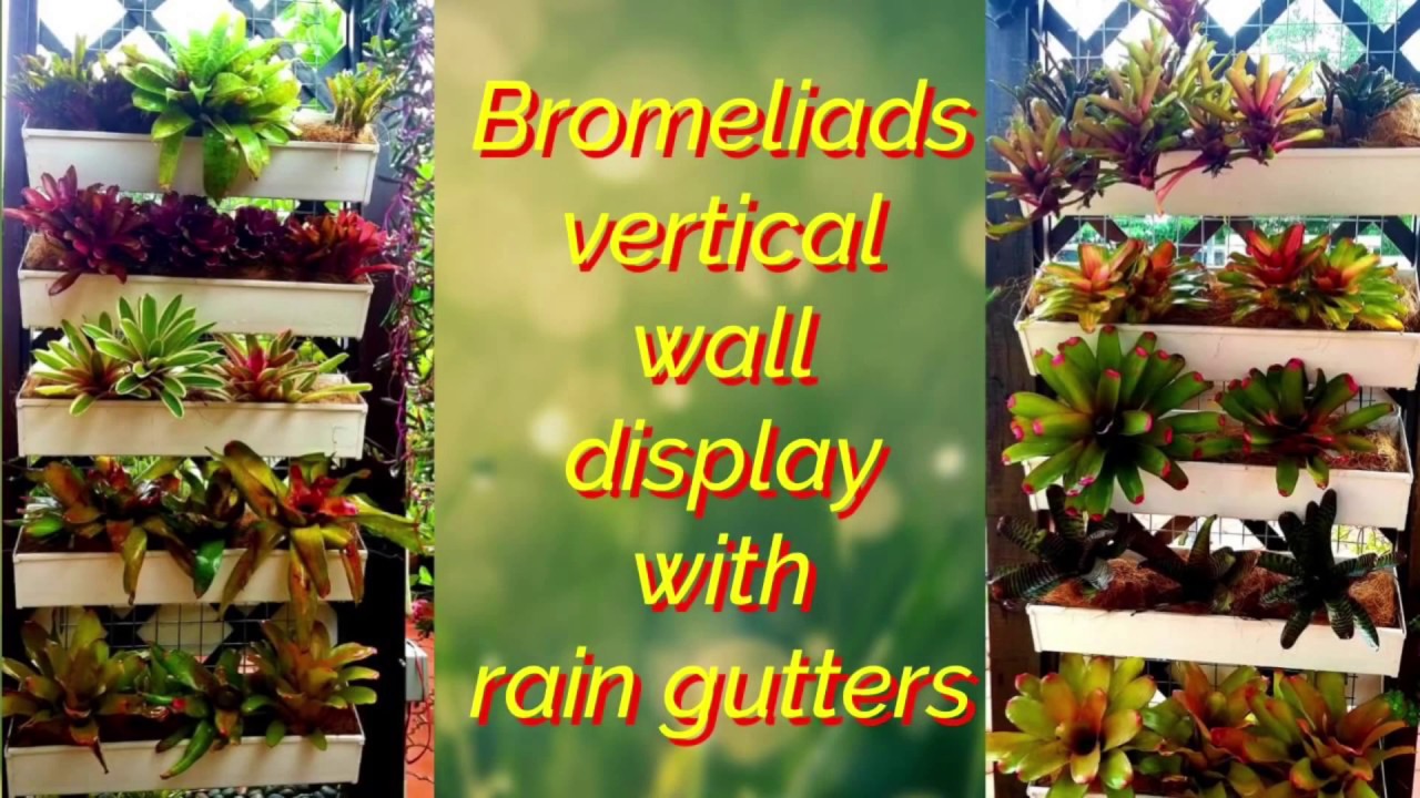 Bromeliads vertical wall display with rain gutters 🥰🌸🌼🍀🌺💐 - YouTube