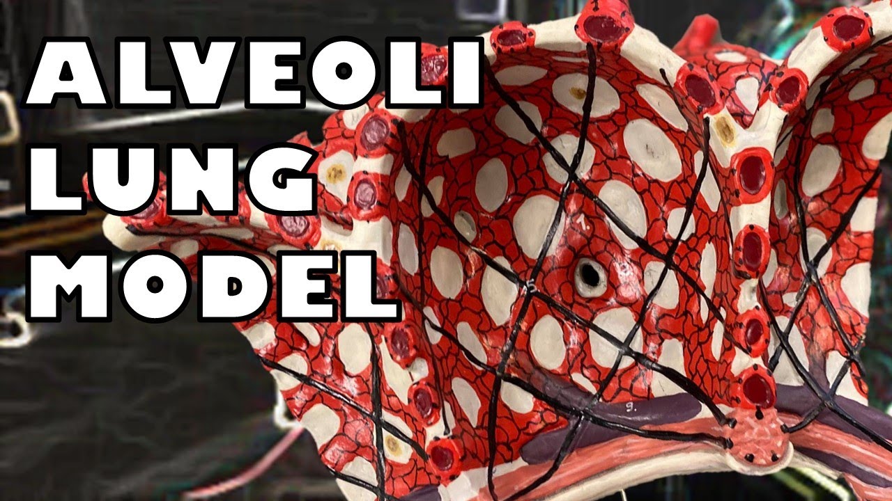 Lung Alveolar Model (with Subtitles) - Ohio University - Anatomy ...