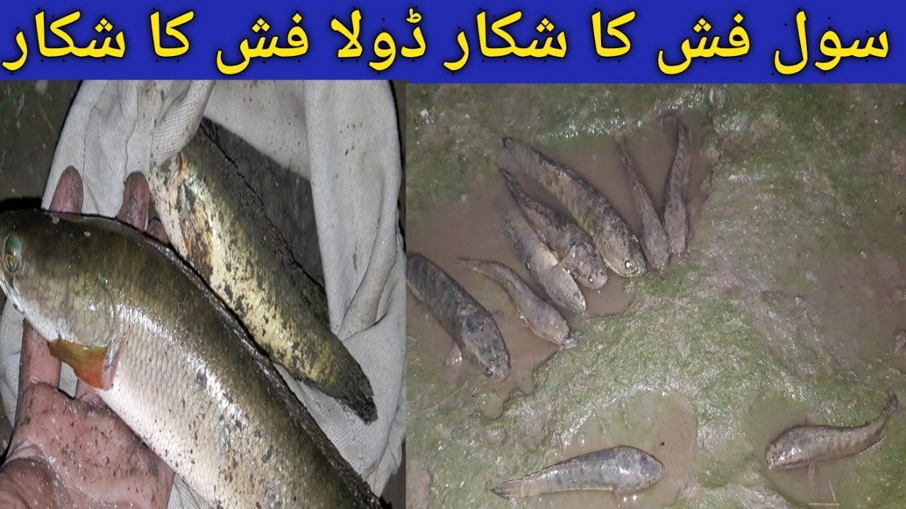 Sol Fish Ka Shikar Dola Fish Ka Shikar Riaz Rasheed Faily Life - YouTube