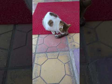 yavrusu ölmüş anne kedi