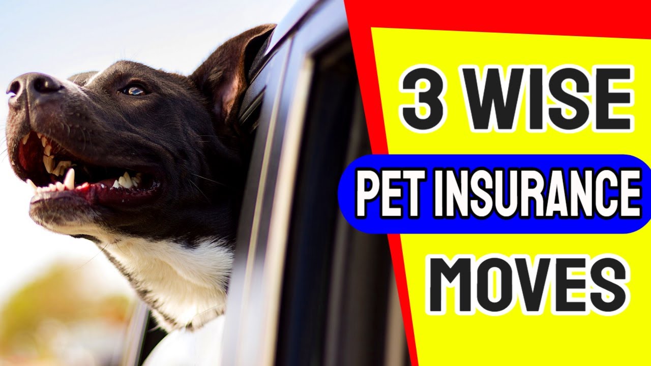 3 Wise Pet Insurance moves to make right now - Pet Insurance Tips - YouTube