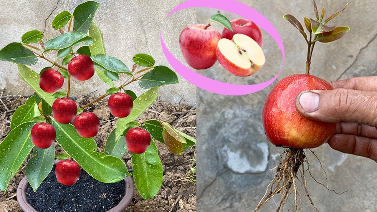 How to grow apple form apple fruit-best method plant apple growing fast ...