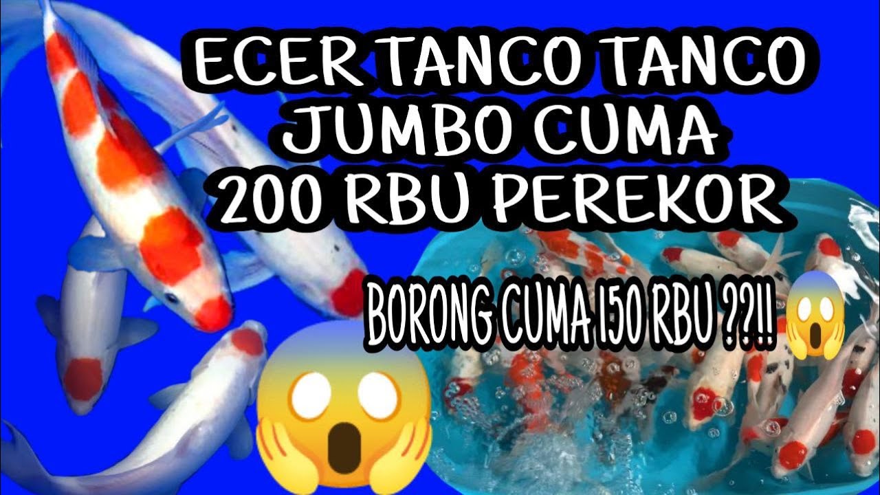 ECER TANCO JUMBOAN TANCO { cantik & murmer harganya } - YouTube
