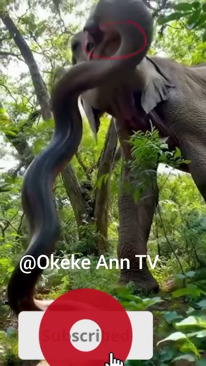 See how elephant swallow almighty snake - YouTube