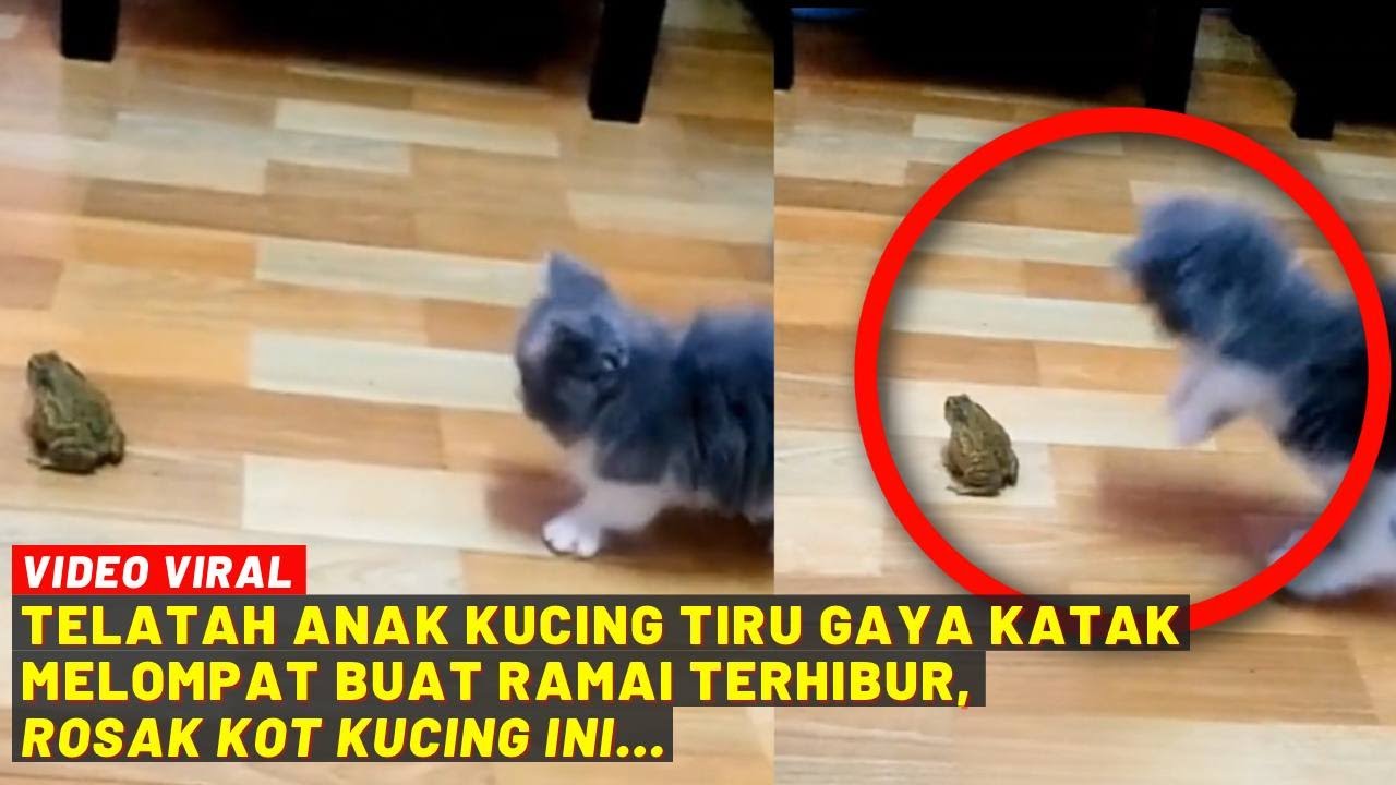 TELATAH ANAK KUCING TIRU GAYA KATAK MELOMPAT BUAT RAMAI TERHIBUR, ROSAK ...