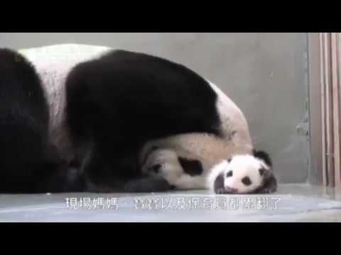 Yavru panda ve annesi