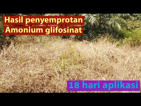 hasil semprot racun rumput #sawit #pertanian #sawah #perkebunan #gulma ...