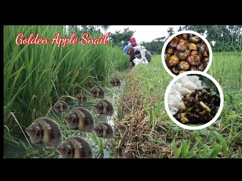 Golden Apple Snail| Spicy ginataang kuhol with pinya recipe|Exoticfood ...