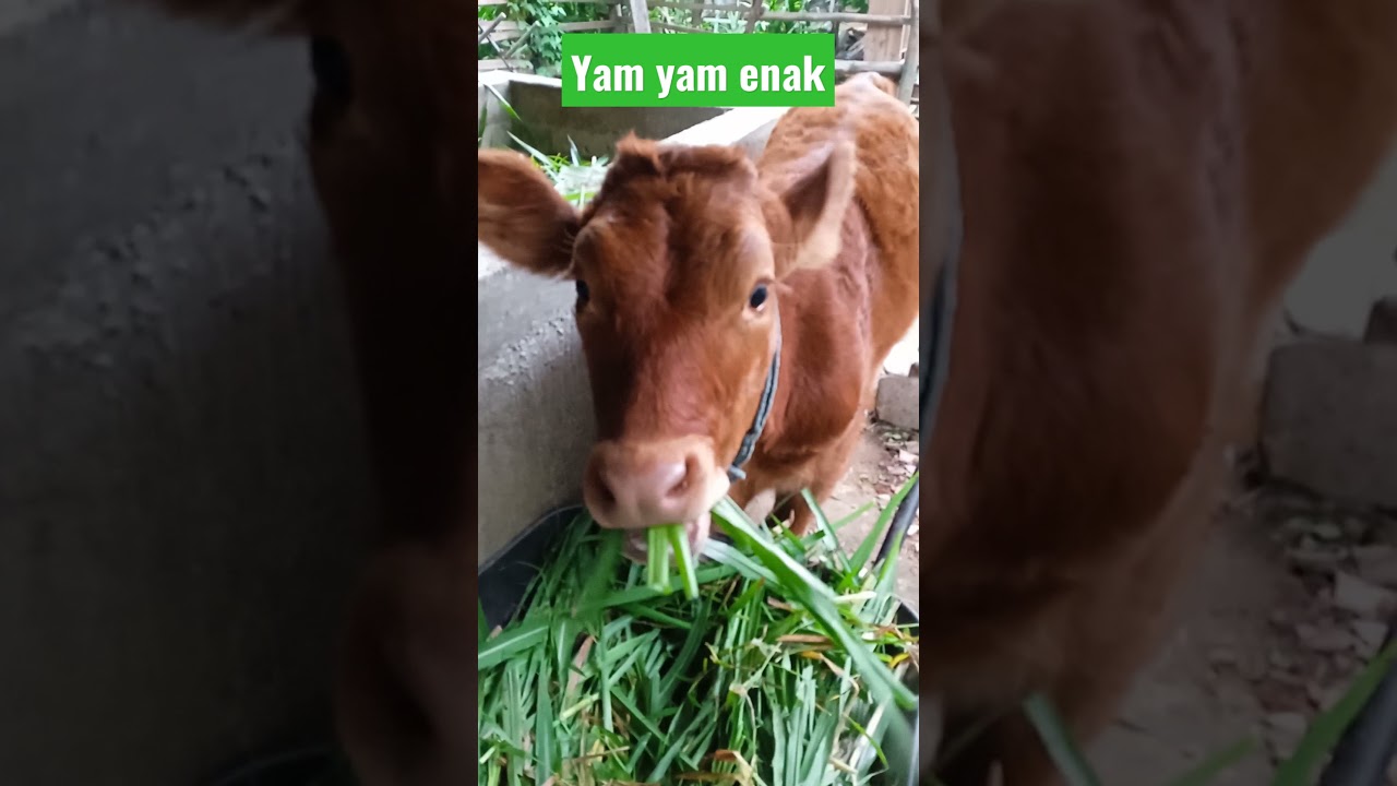 anak sapi lagi makan - YouTube