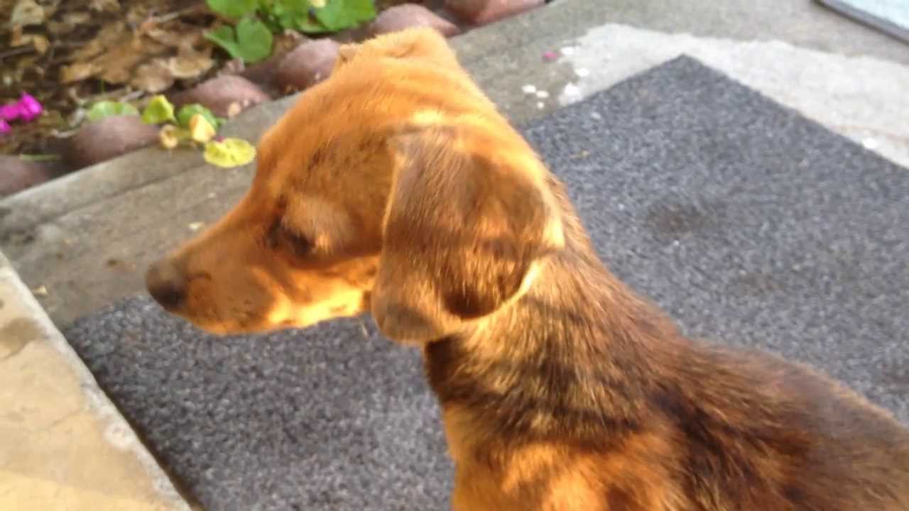 Stray Chihuahua - YouTube