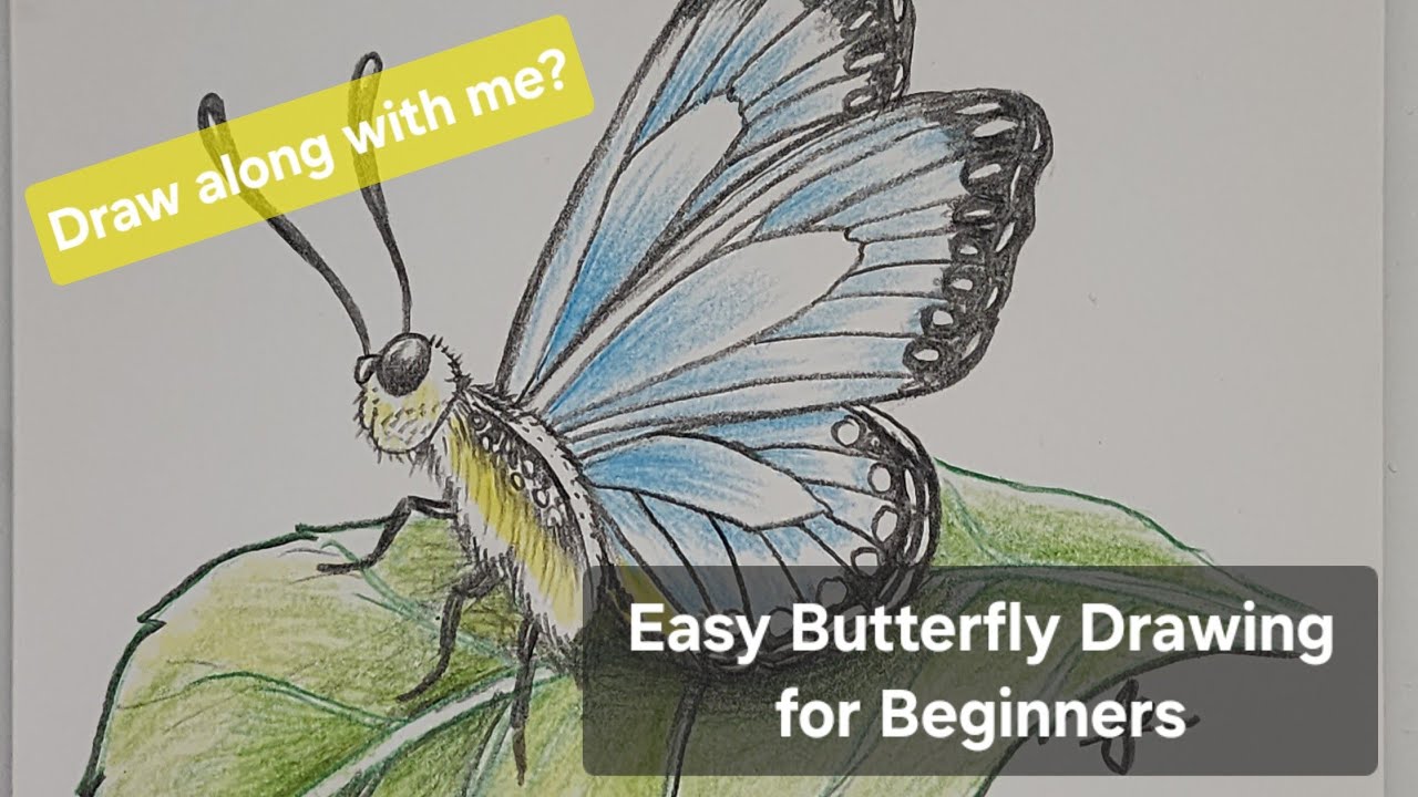 Drawing a Beautiful Butterfly on a Leaf | Color Pencil Art Beginners ...