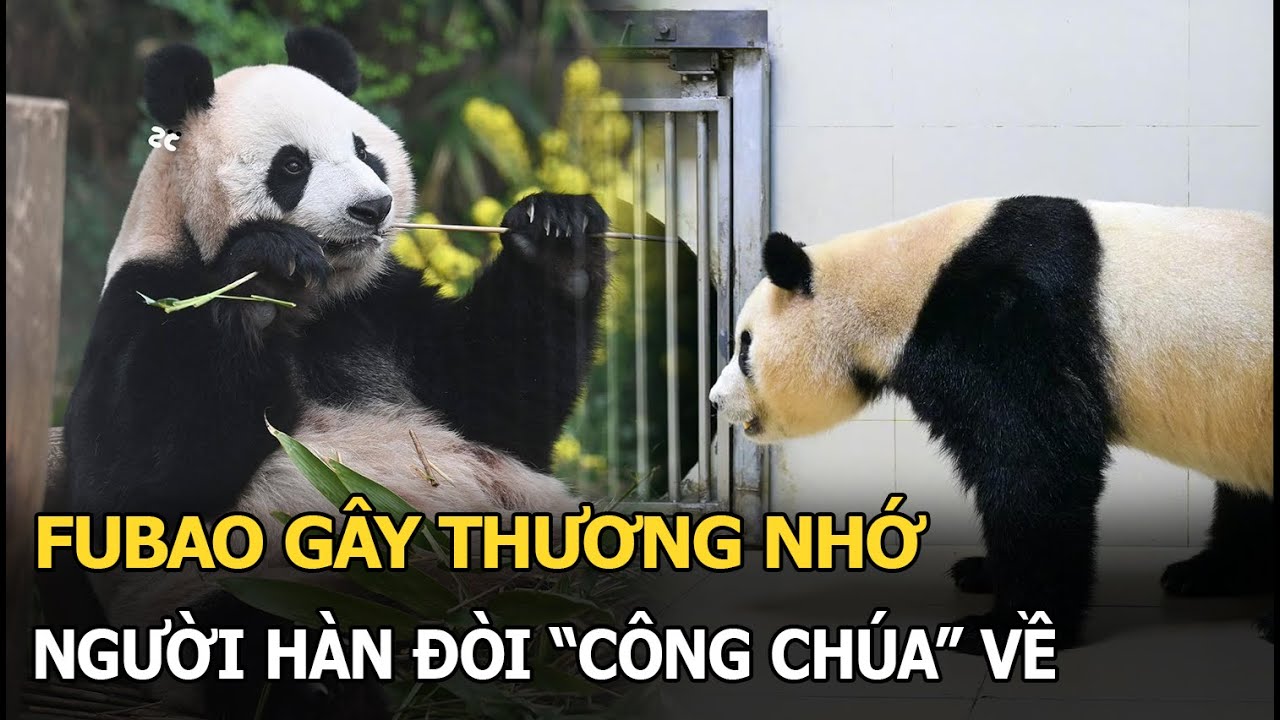 Fubao gây thương nhớ, người Hàn đòi “công chúa” về - YouTube