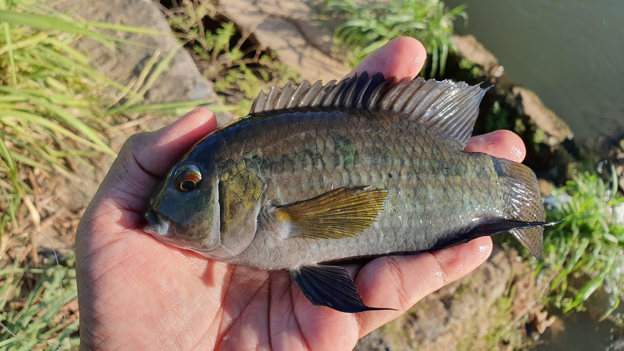 Freshwater River Fish