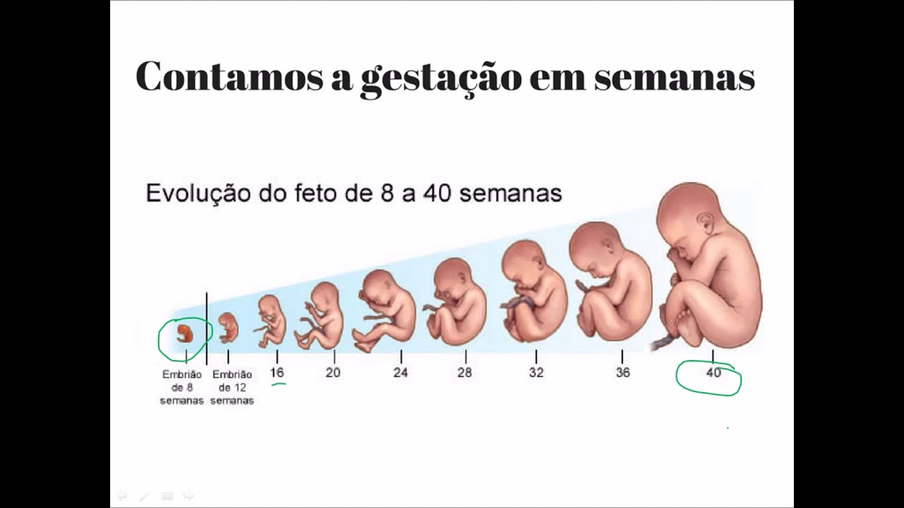 REPRODUÇÃO HUMANA E TRANSFORMAÇÕES NA PUBERDADE - YouTube
