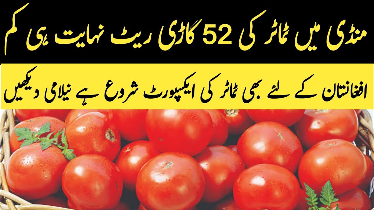 Tomatoes market update || Tamatar ke boli || tomatoes export start from Peshawar to afghanistan ...