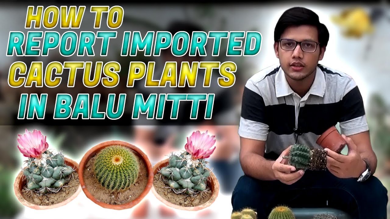 How to reopt Imported cactus plants in balu mitti in (Urdu/Hindi) - YouTube