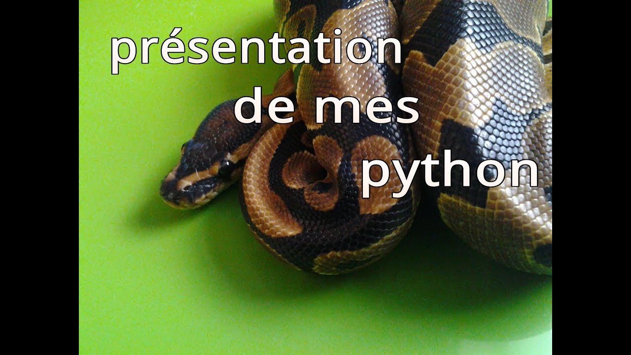 Presentation de mes python Regius ! - YouTube