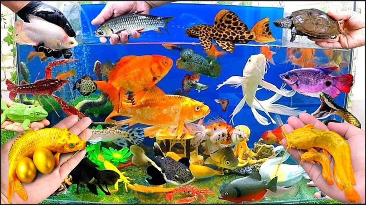 I Found Strange Ornamental Catfish, German Blue Ram, Betta Fish, Guppy ...