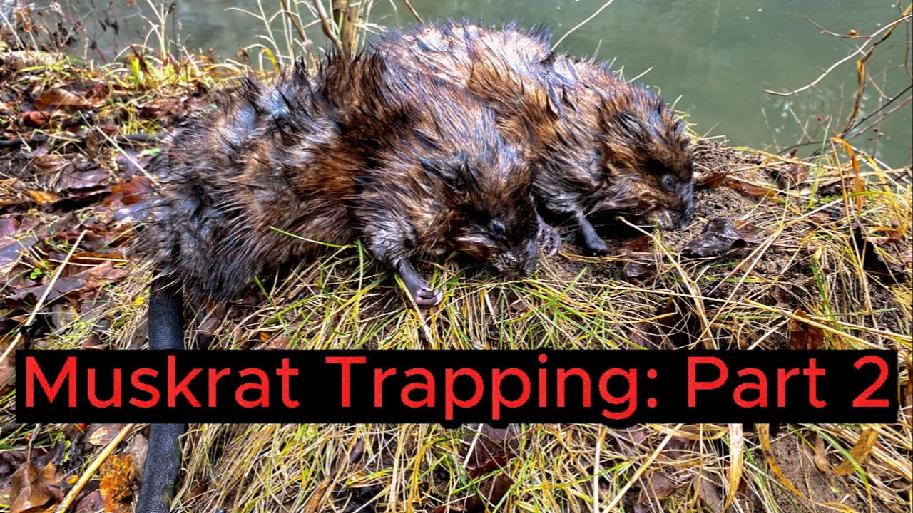 TRAPPING MUSKRAT {Full Tutorial} - Part 2 | How to Skin a Muskrat ...