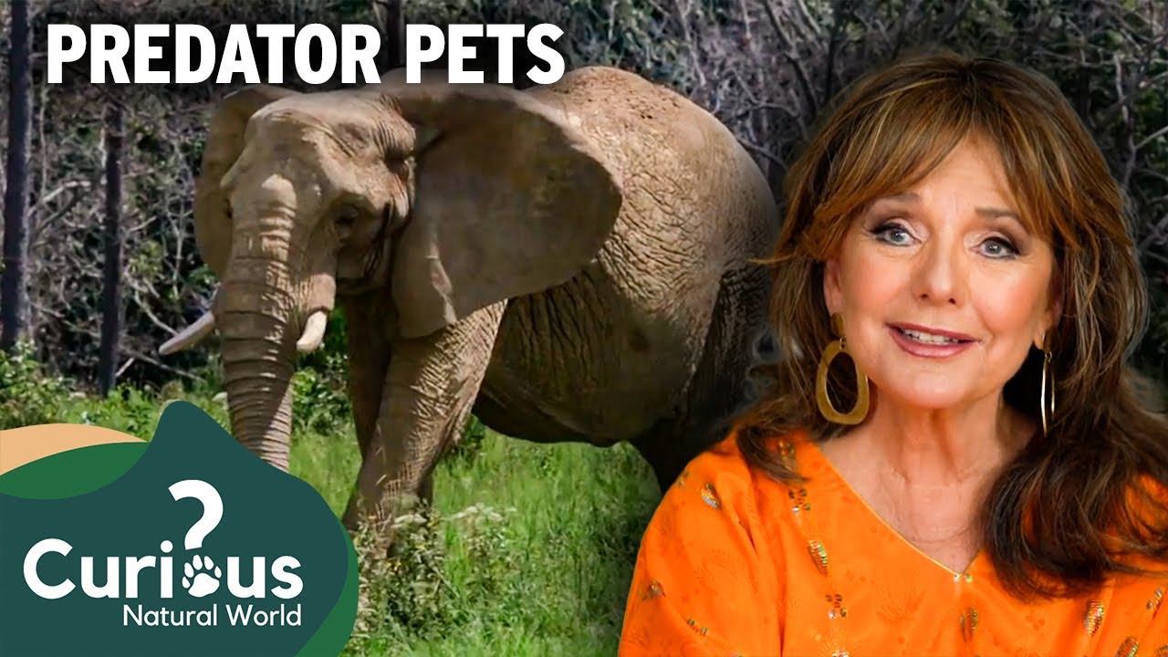 Less Invasive Way To Help Animals | Predator Pets | Curious?: Natural ...