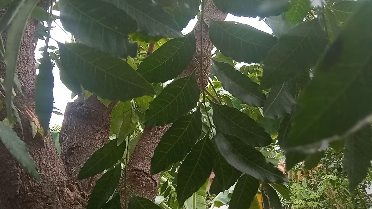 Tree Sadao Thailand - YouTube