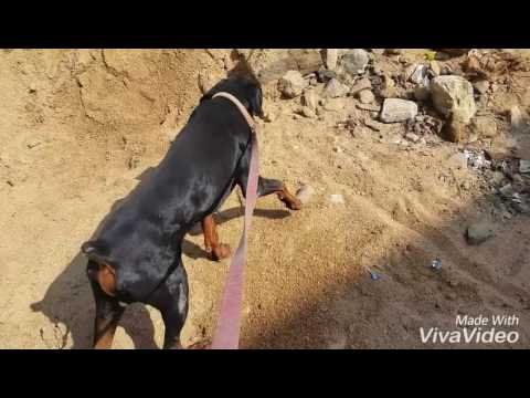 Understanding leash pressure - YouTube