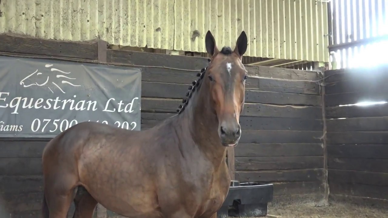 2015 Stallion Marlvaro (calvaro z) x Ekstein - YouTube