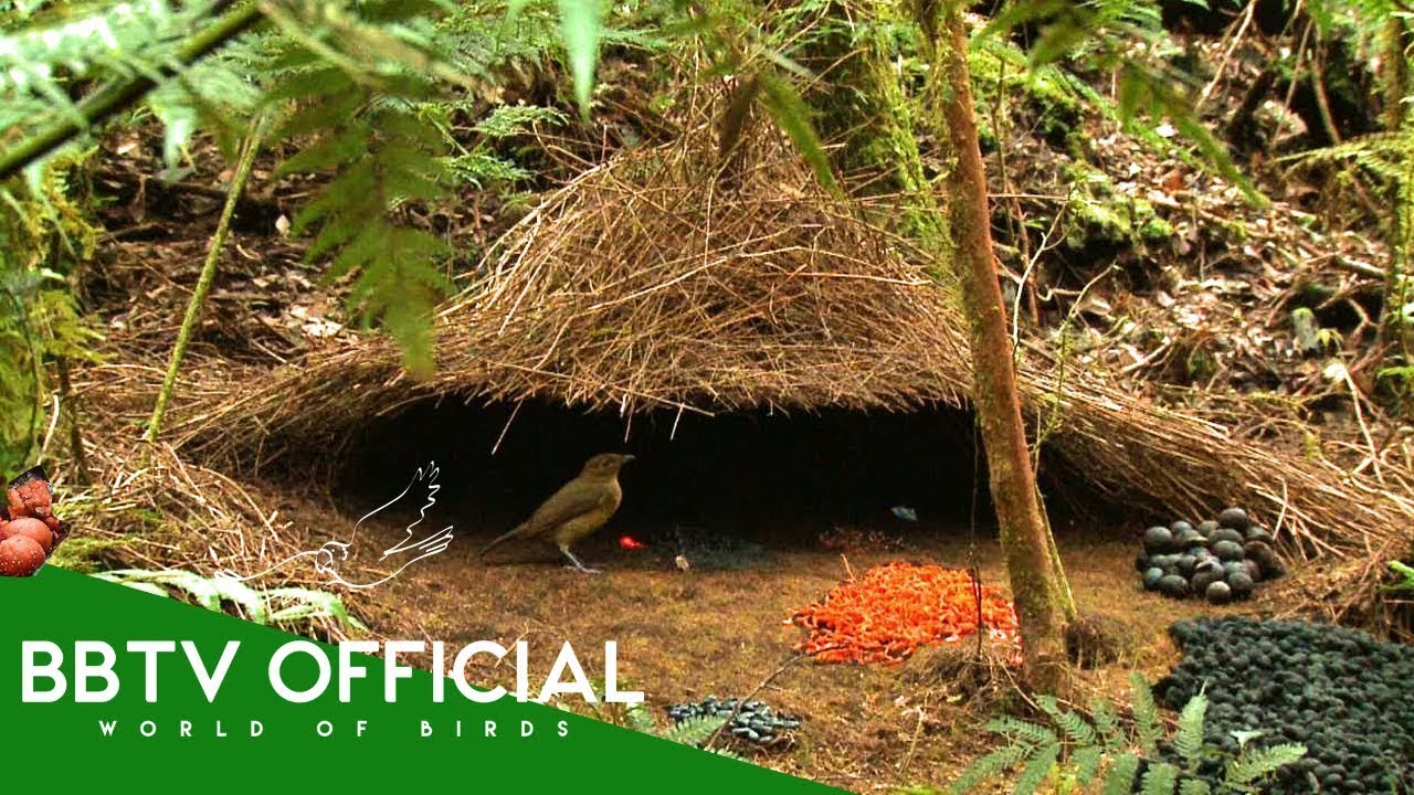 20 Bowerbirds Build BETTER Love Nests Than You! | Wildlife Documentary ...