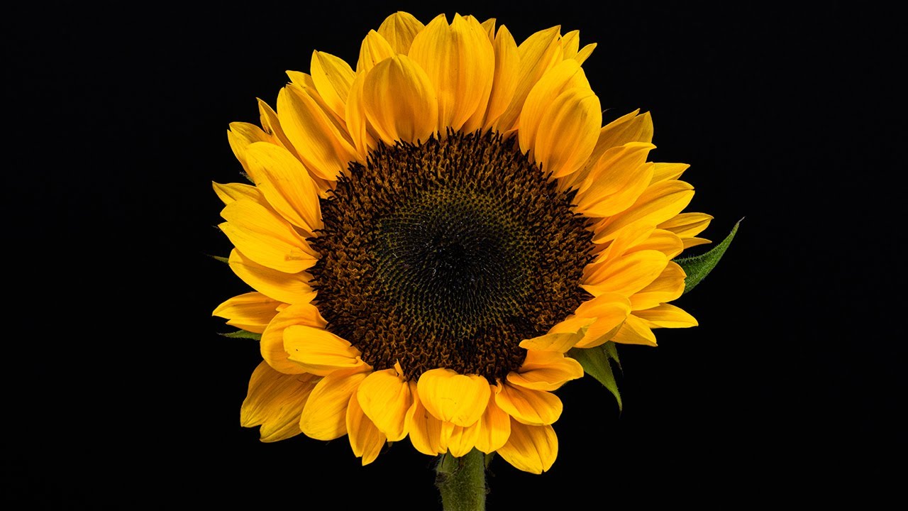 Sunflower Experiment: The UNSEEN Timelapse | 4k - YouTube