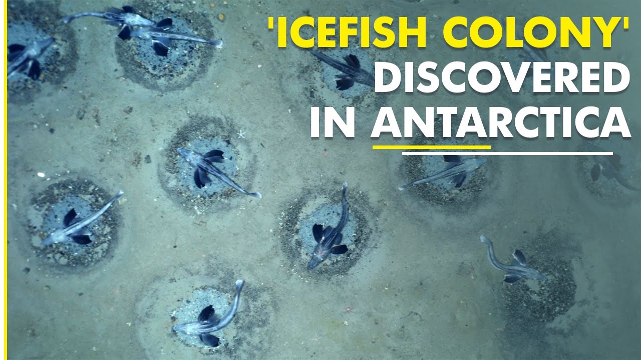 Unique discovery: 60 million icefish discovered in Antarctica | Icefish ...
