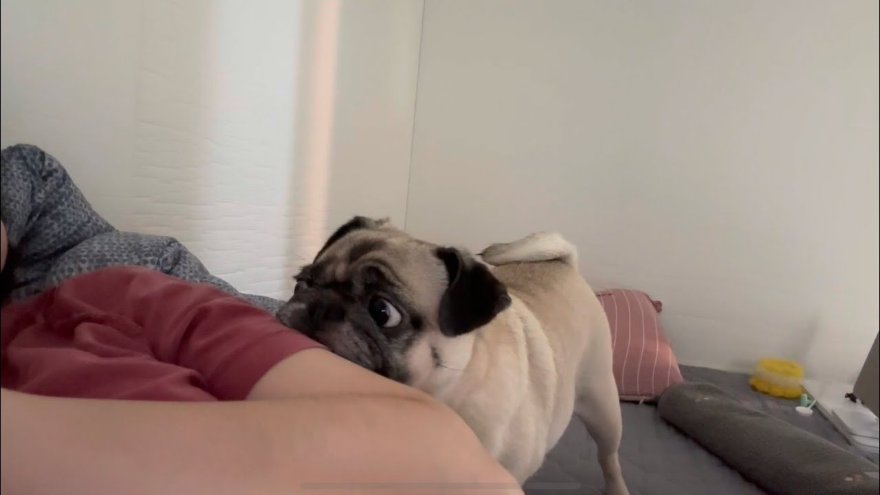 이맛에 퍼그 키워요 ㅠㅠ 귀염주의 - YouTube