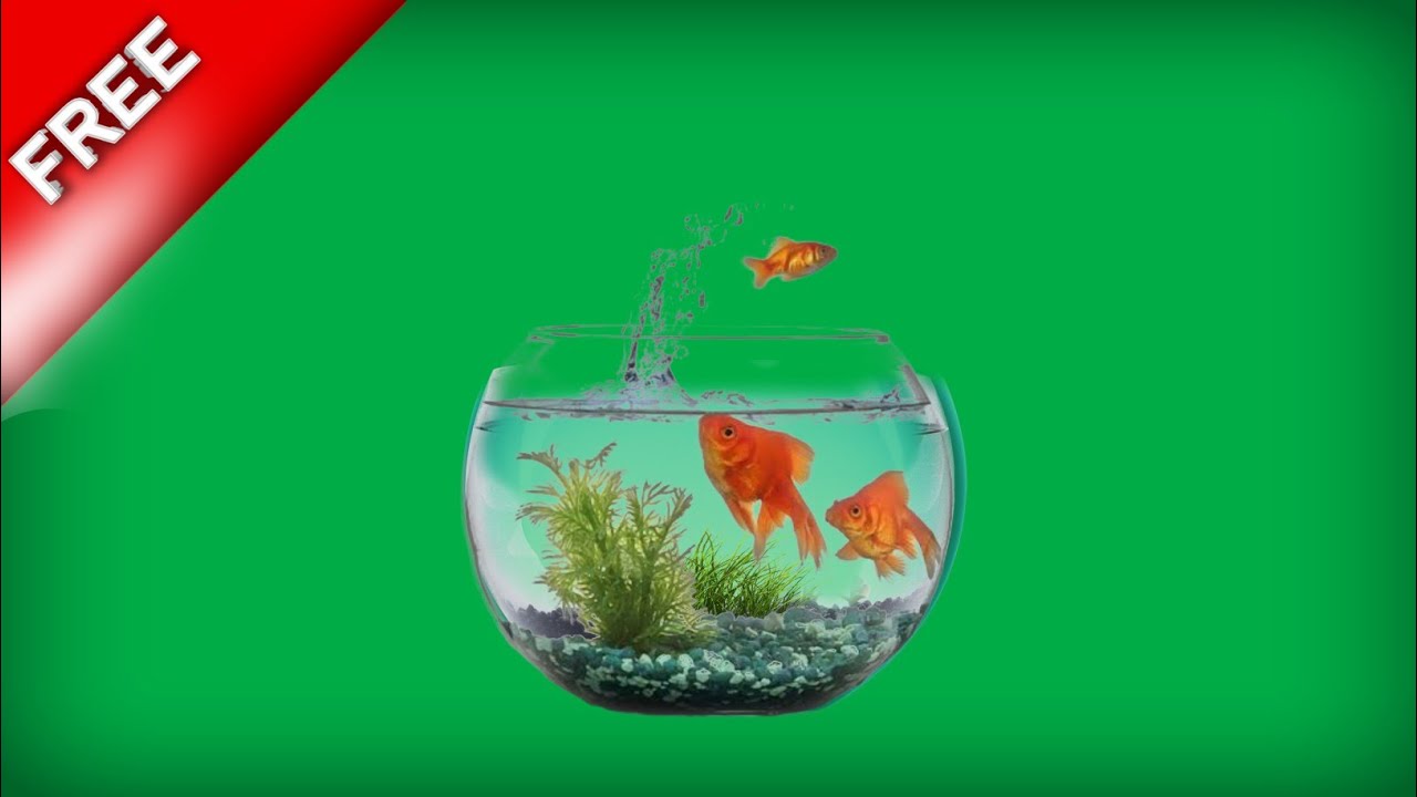 goldfish green screen | fish green screen video | fish swim green ...