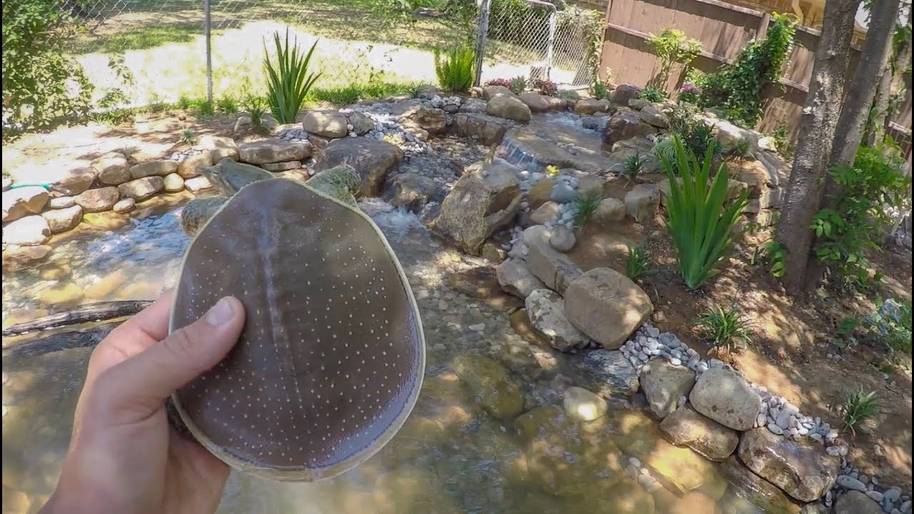BABY TURTLE gets NEW HOME... - YouTube