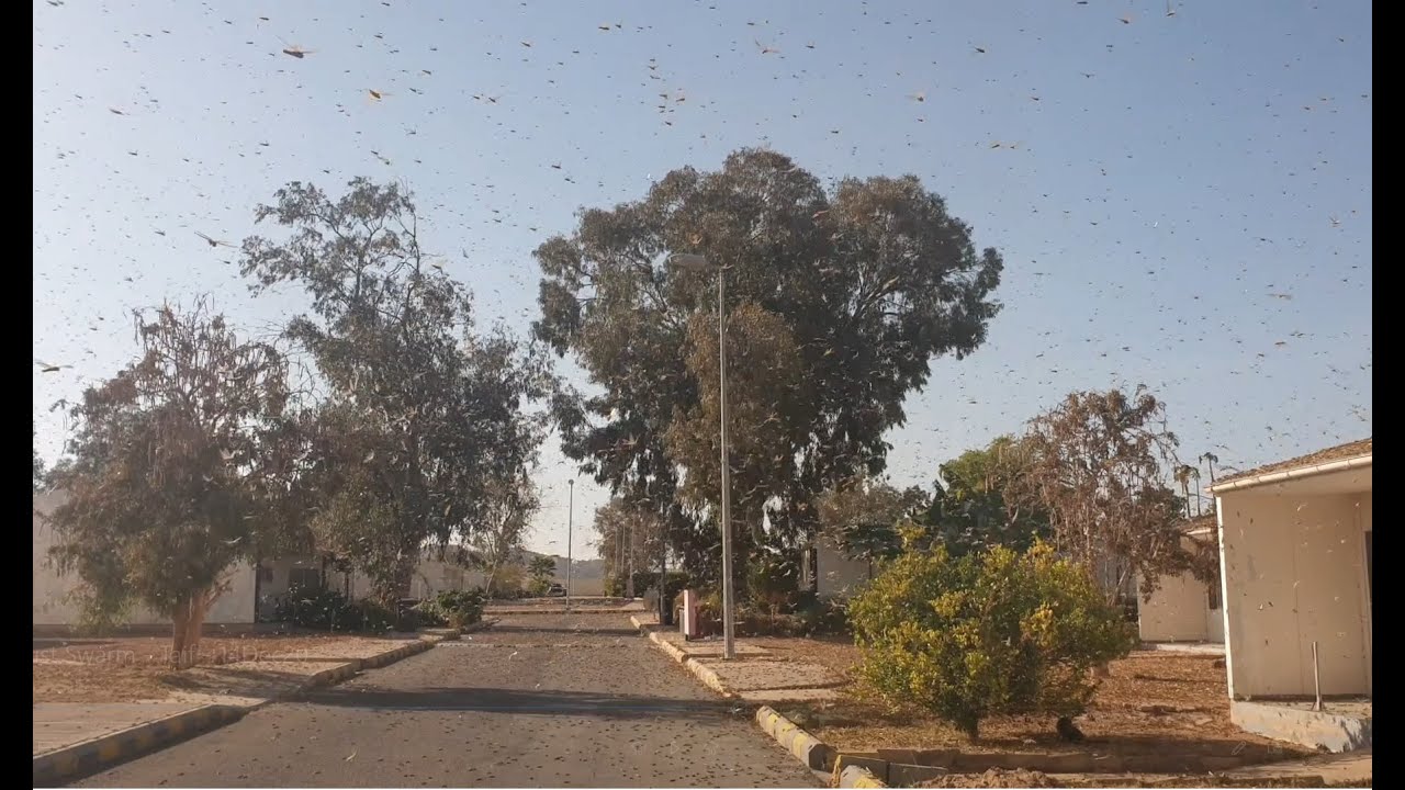 Locust Swarm - Taif, Saudi Arabia - 14Dec20 - YouTube