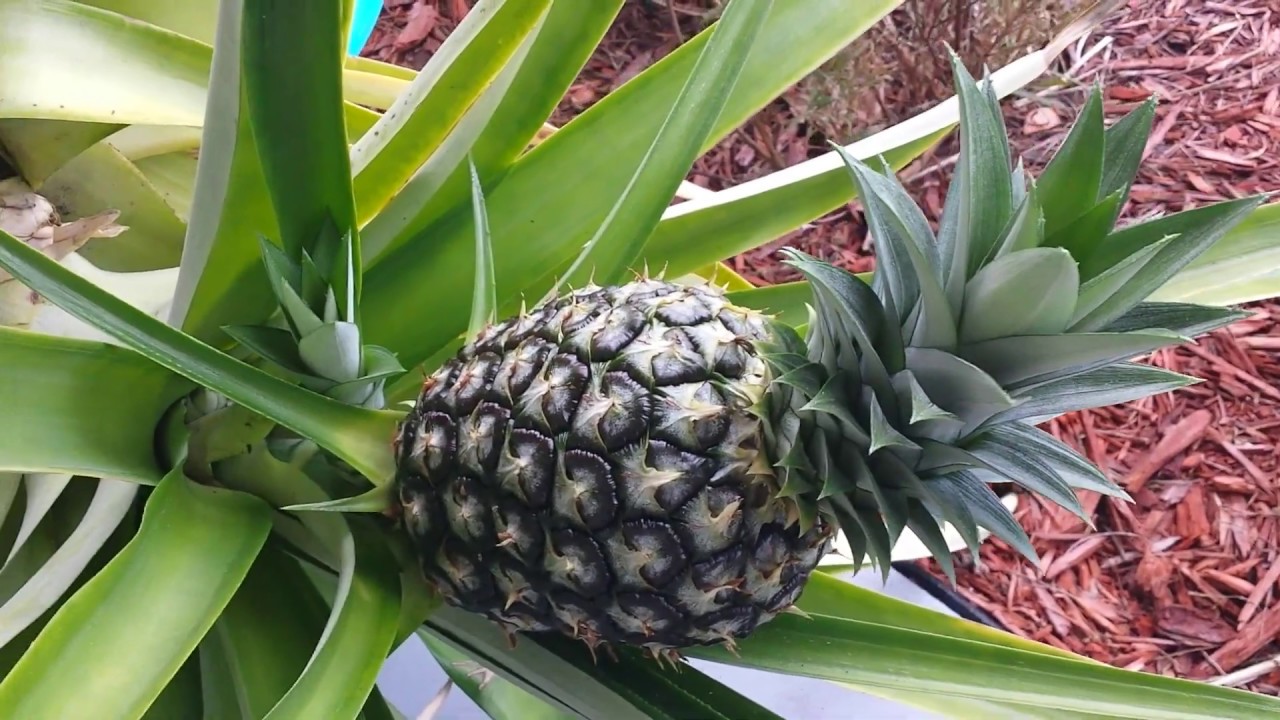Pineapple Blooming Aloe Grapes And Spanish Moss YouTube pineapple-blooming-aloe-grapes-and-spanish-moss-youtube