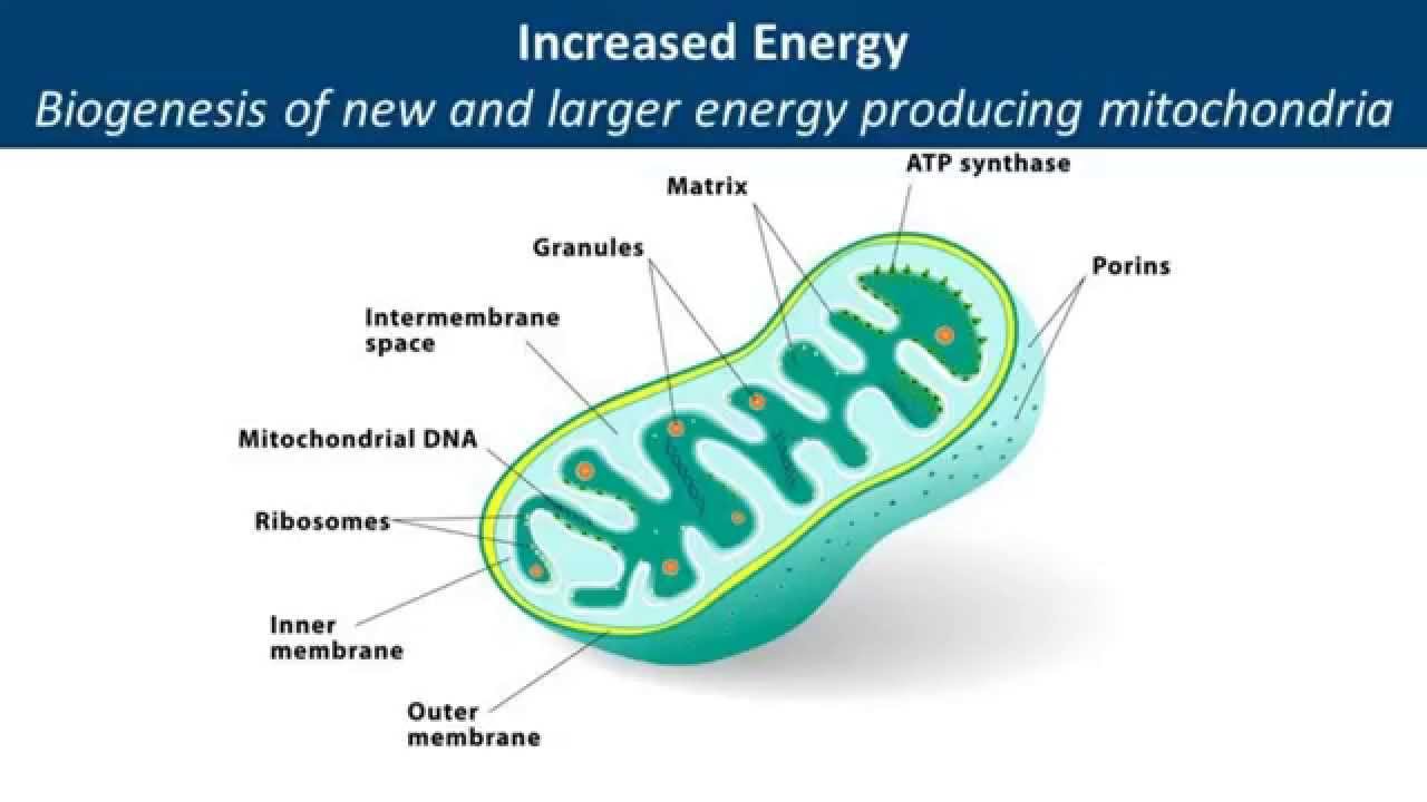 ARRC - Full Body Multiwave LED Light Therapy Bed - YouTube