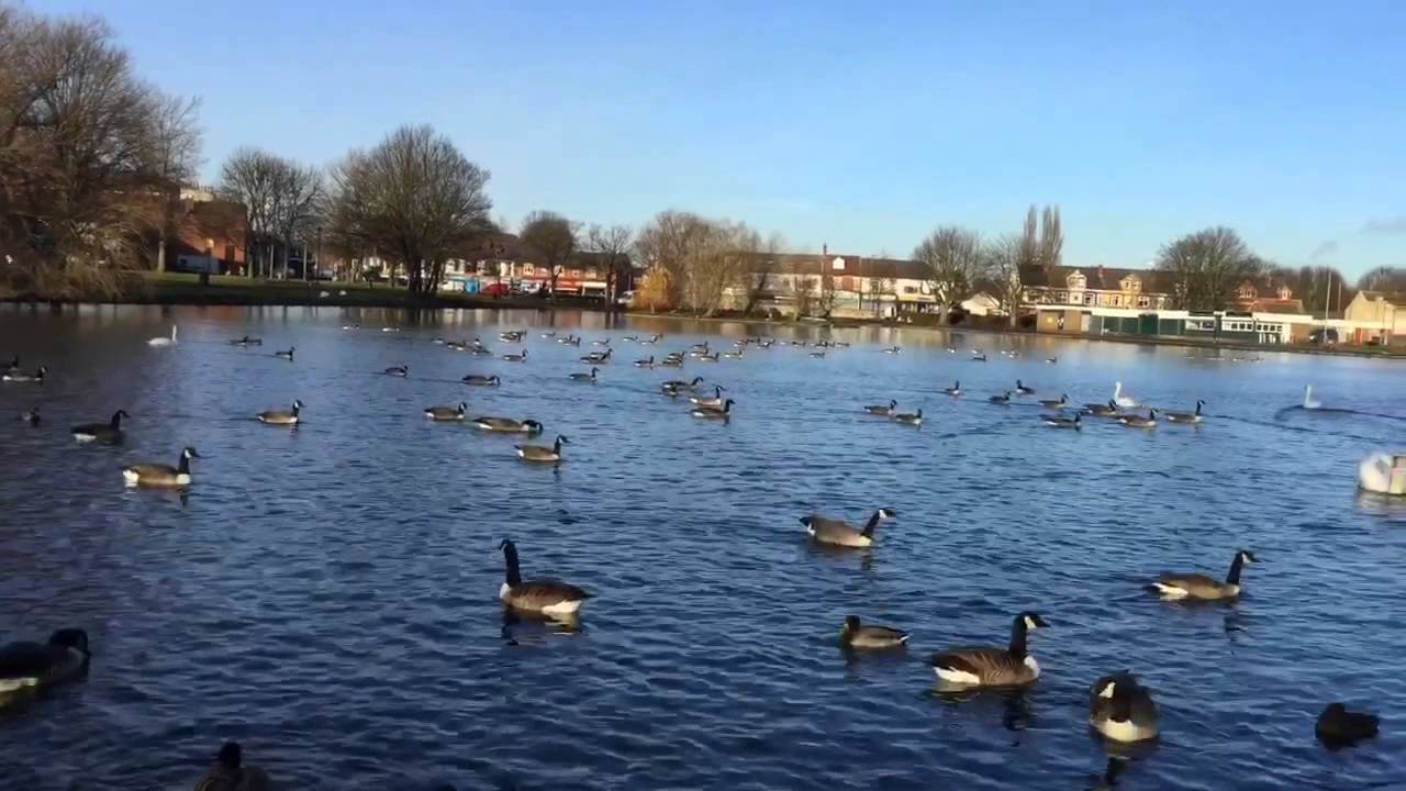 Feed the birds this winter at Askern Lake Doncaster Yorkshire by ...