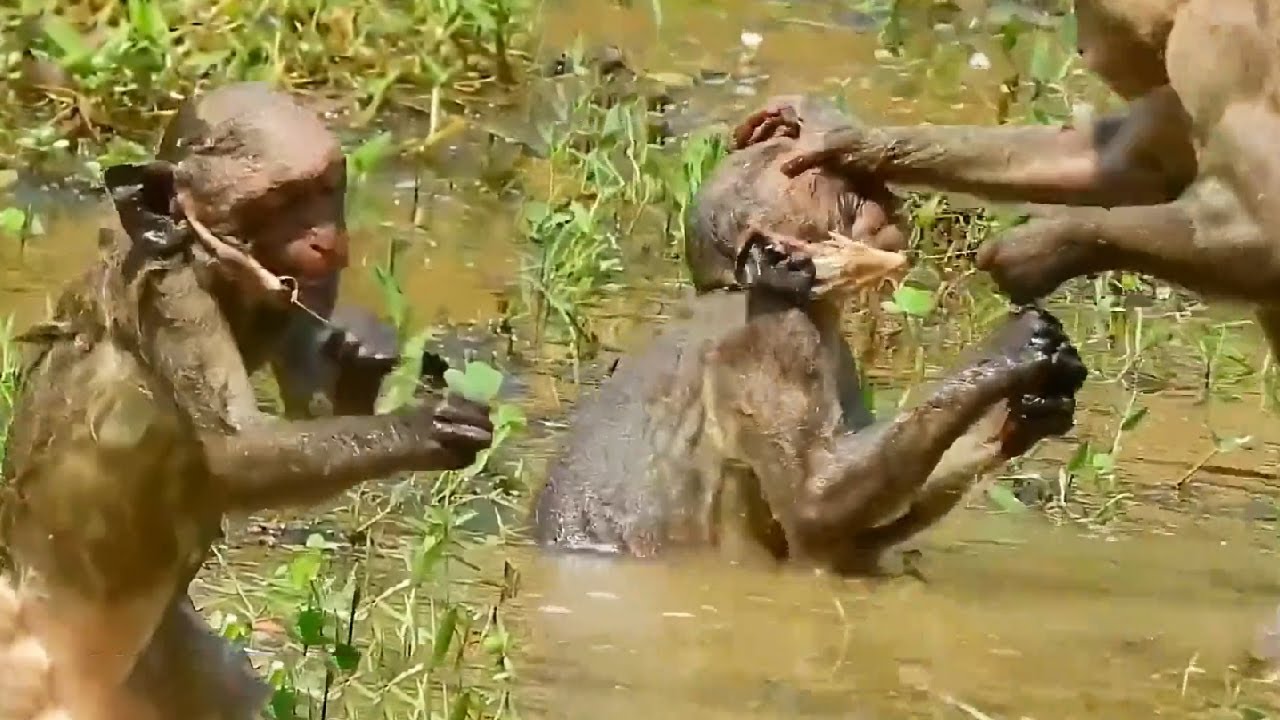 The little monkey is panicking because he is trapped, please save the ...