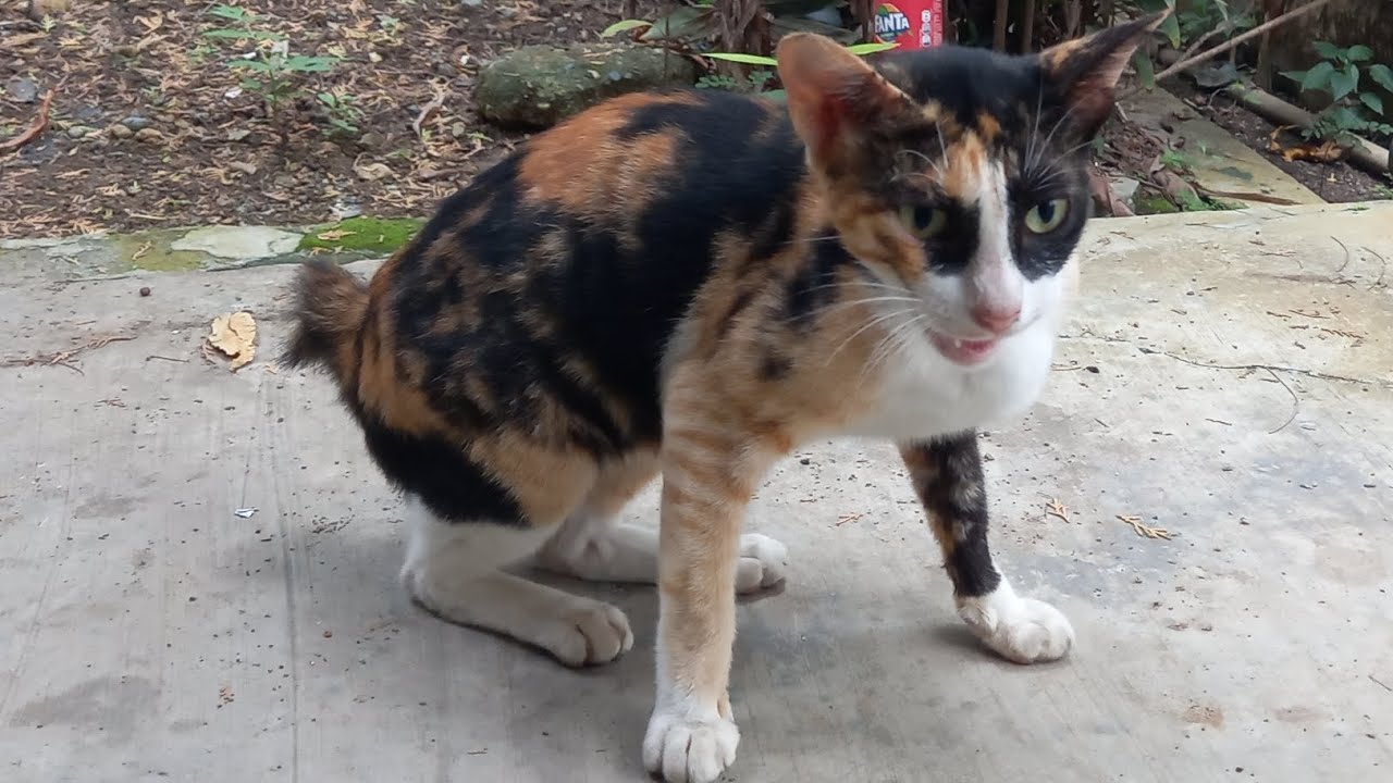 Stray Cat And Cute Are Starving - Angry Asking For food - YouTube