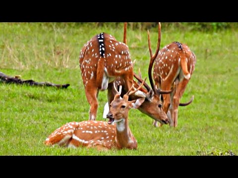 Spotted Deer chital or cheetal (Axis axis) Breeding Animal Family !!