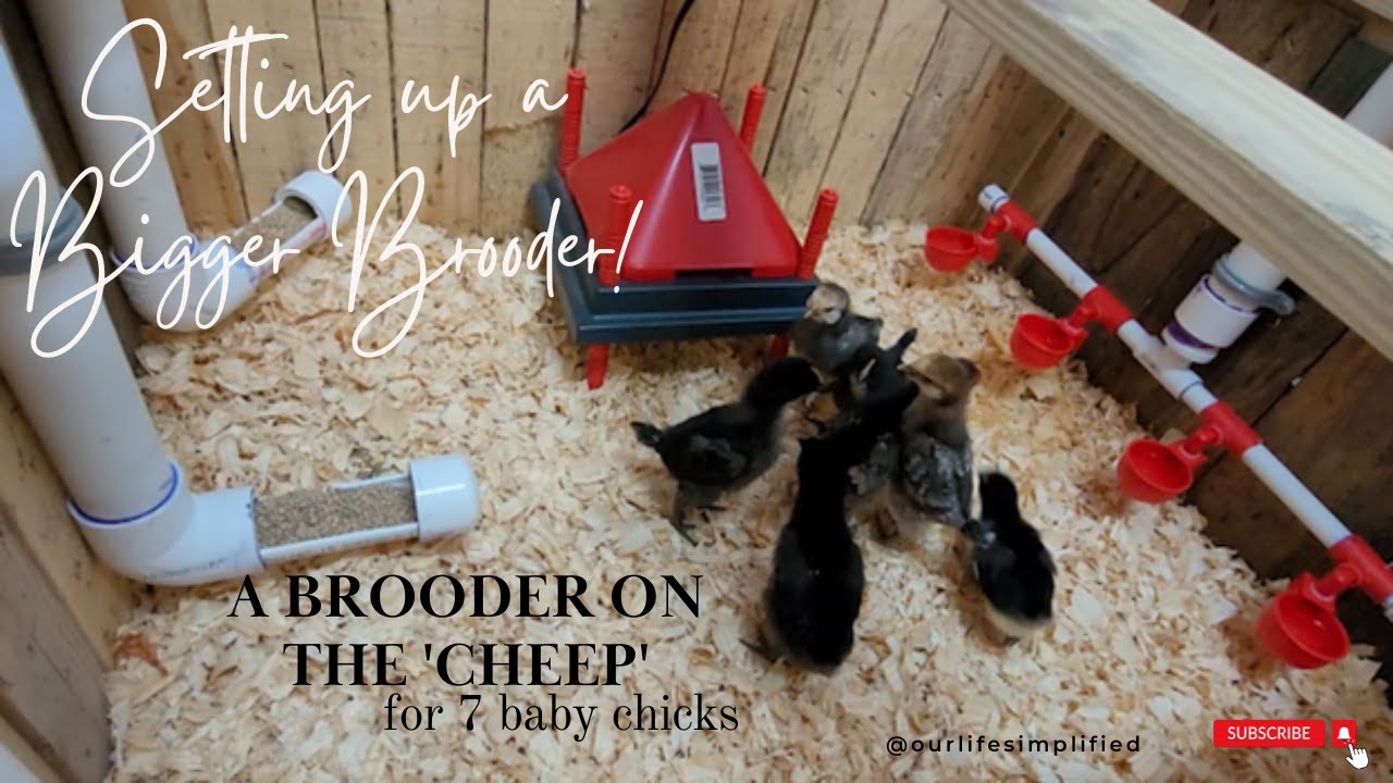 Look how I Made my Brooder, for FREE! Setting up a Brooder on the ...