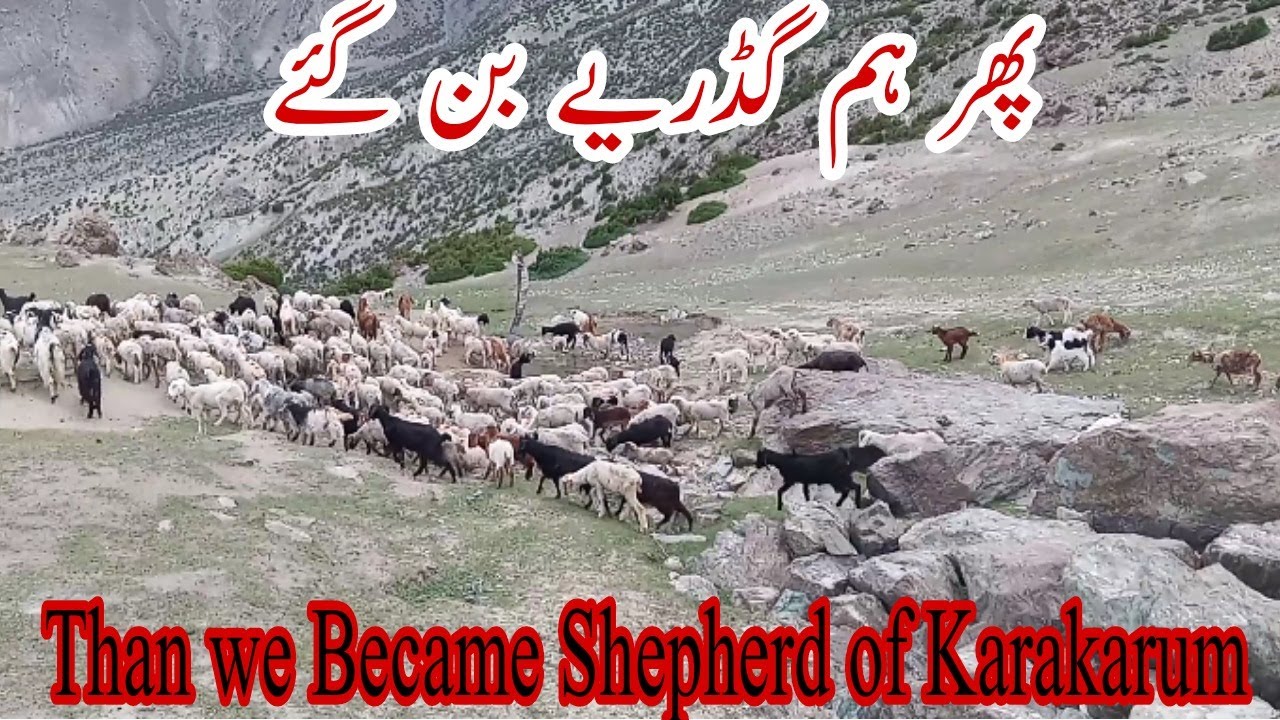 Yaks and sheeps of the karakaram | Relaxation video of Mountain ...