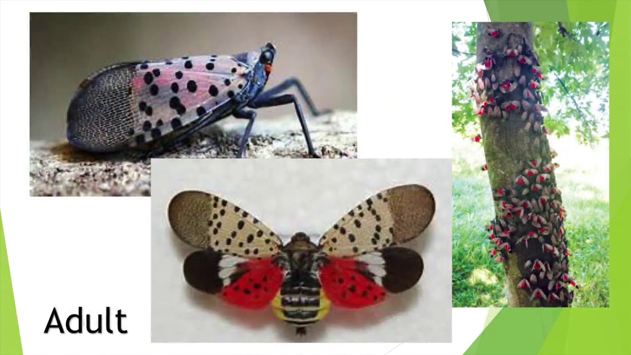 Prepare for the Spotted Lanternfly - Donegan's Tree Service - YouTube