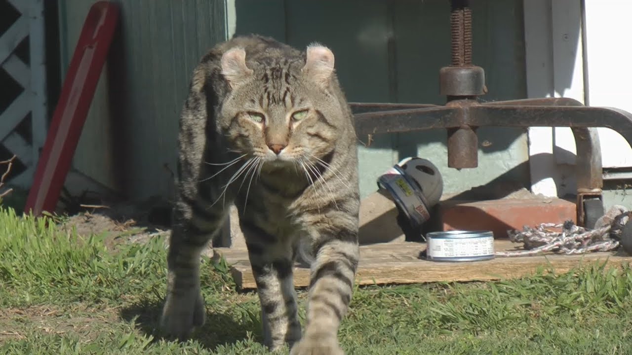 Lynx Hybrid - Big Cat Goliath and His Big Cat Walk 2017 - YouTube