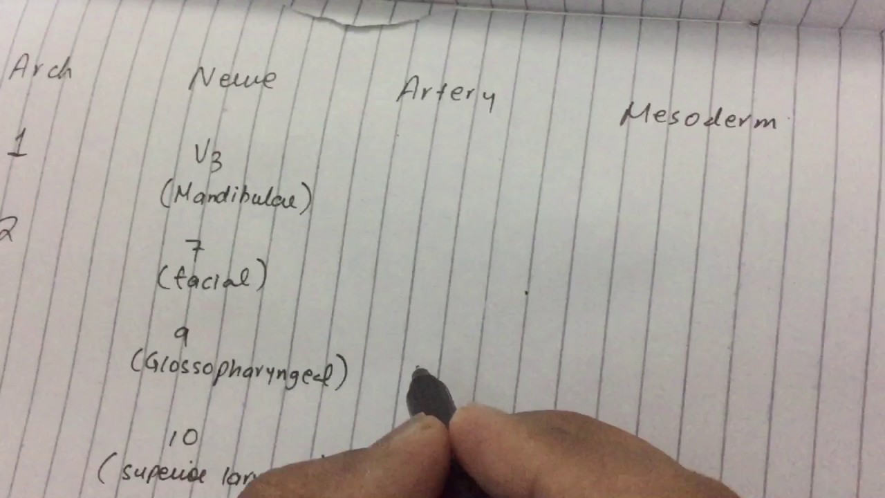 Pharyngeal Arches & Pouches Made Ridiculously Simple with Mnemonic for ...