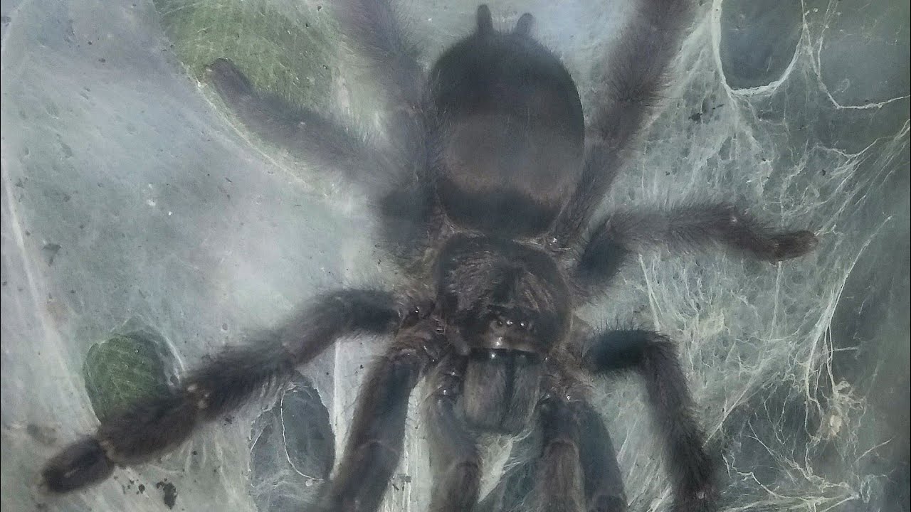 Violet Tree Spider: Tapinauchenius violace. - YouTube