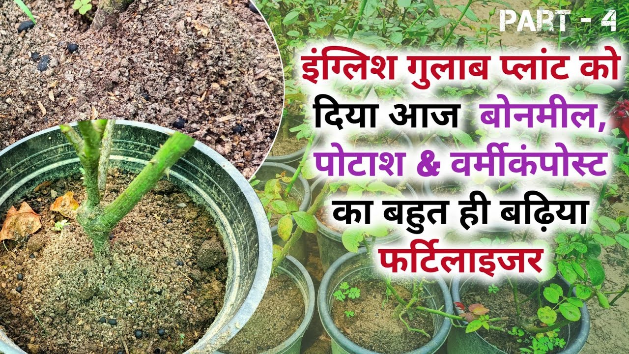 English rose🌹 plant best fertilizer , bonemeal, potash & vermicompost ...