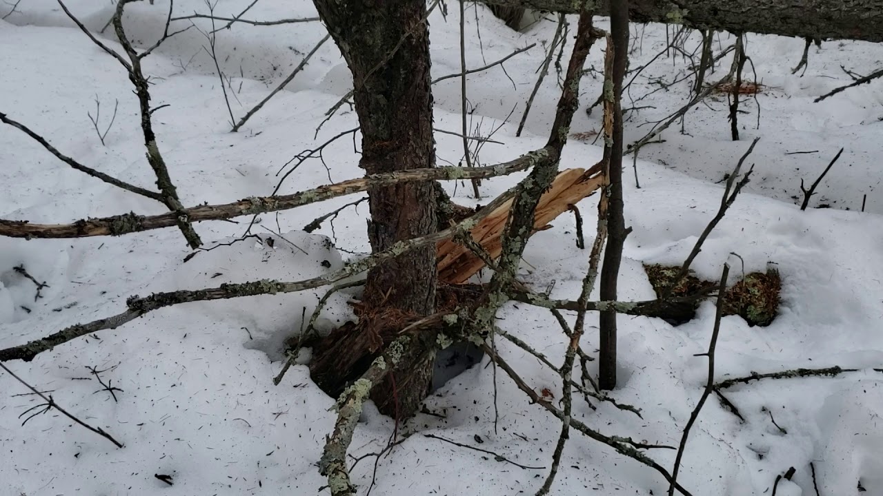 Spots, dens, and structuring in a neat cedar spruce swamp👀 - YouTube